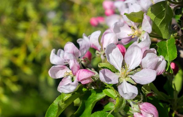 🔥 [50+] Apple Blossom Wallpapers Screensavers | WallpaperSafari