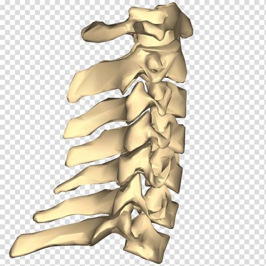 Free download Vertebral column Spinal cord Coccyx column transparent ...