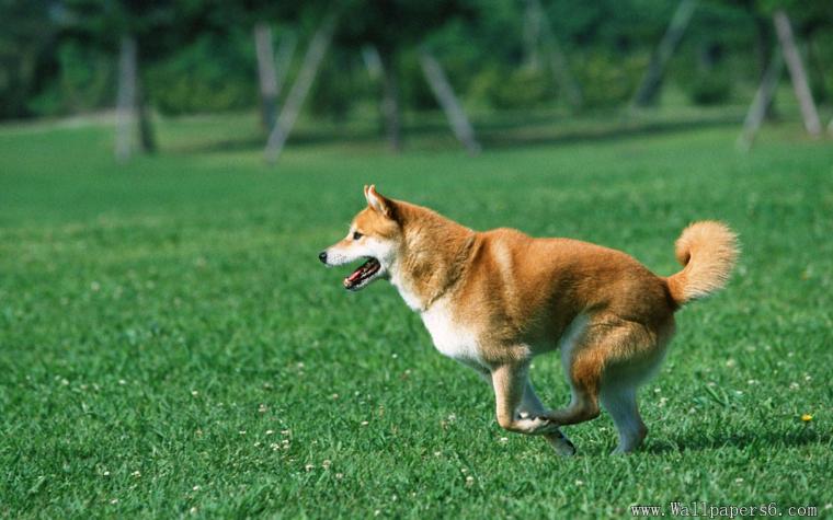 🔥 Free Download Running Shiba Inu Dog Photo And Wallpaper Beautiful by ...