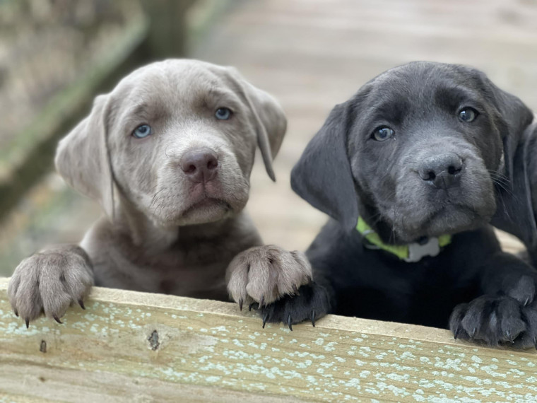 🔥 [50+] Gray Lab Puppies Wallpapers | WallpaperSafari