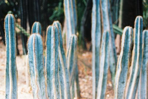 🔥 [50+] Cactus Wallpapers Tumblr | WallpaperSafari