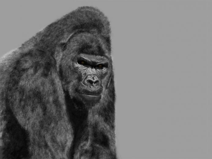 🔥 [50+] Silverback Wallpapers | WallpaperSafari