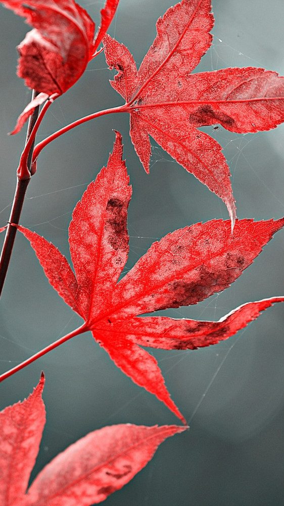 🔥 [50+] Red Iphone Wallpapers | WallpaperSafari