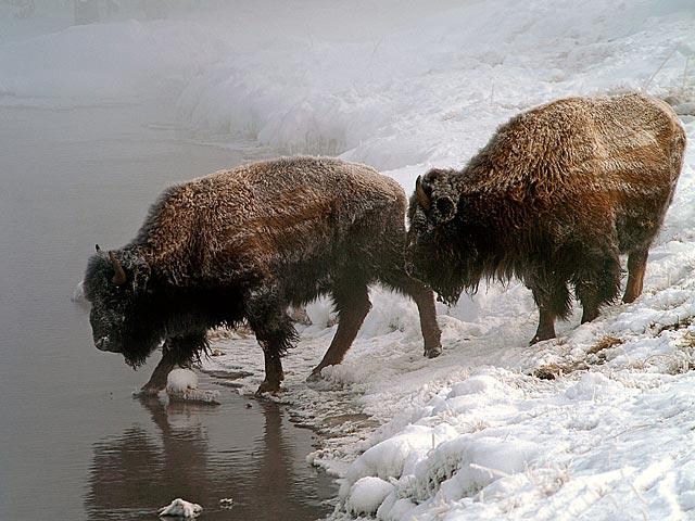 🔥 [50+] One Buffalo Wallpapers | WallpaperSafari