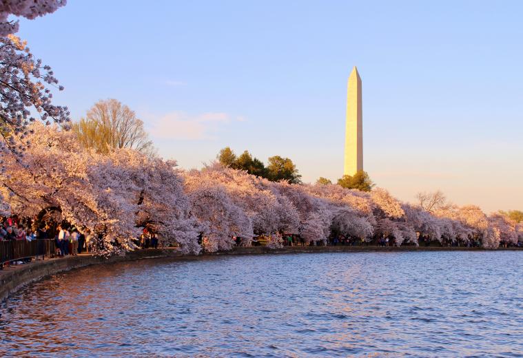 🔥 [50+] Washington DC Cherry Blossom Wallpapers | WallpaperSafari