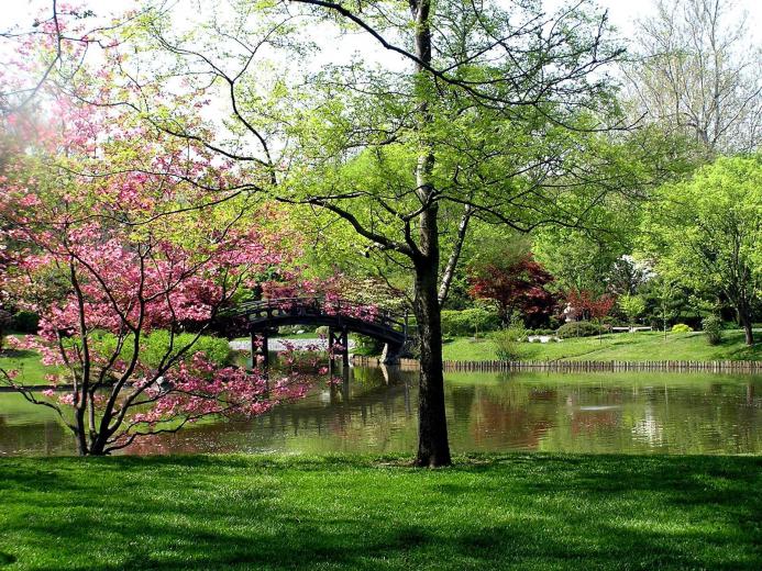 🔥 [40+] Cherry Tree Wallpapers | WallpaperSafari