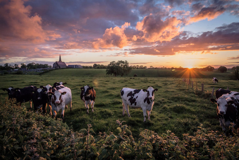 🔥 Free Download Farm Cattle Animals On The Field With Sunset Wallpaper ...