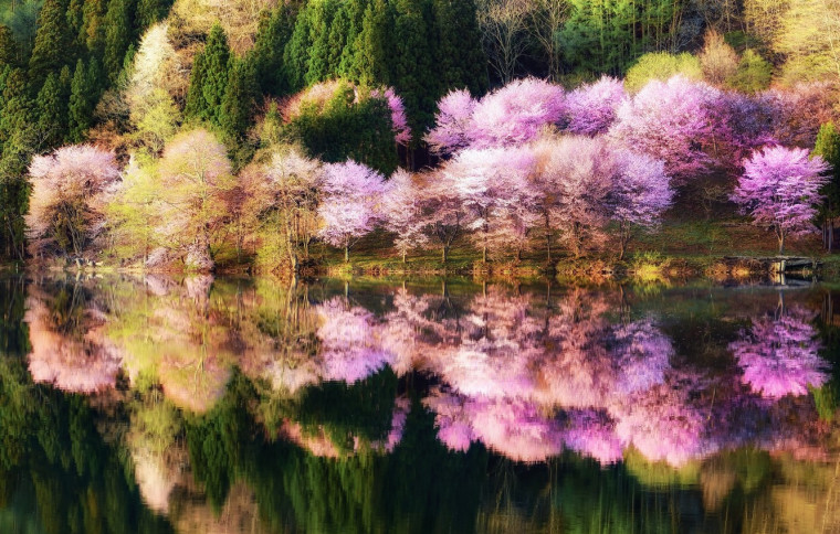 🔥 [30+] Sakura Forest Wallpapers | WallpaperSafari