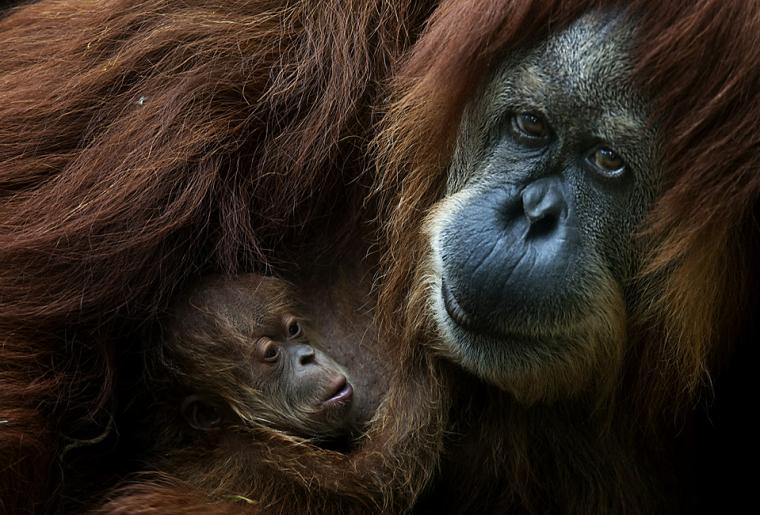 🔥 Free Download Most Amazing Animals Wallpaper Worlds by @billyr ...
