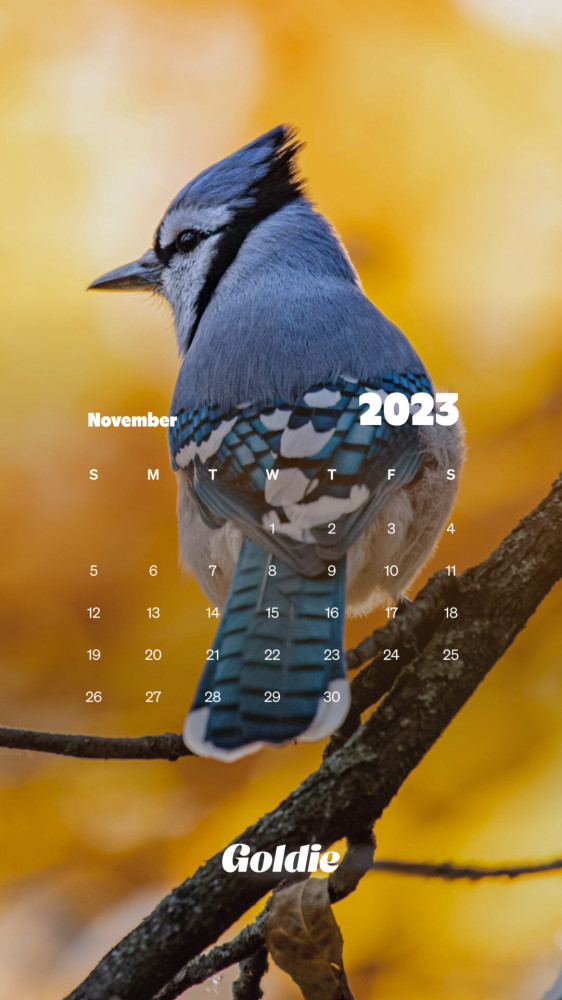 🔥 [50+] Free November 2023 Wallpapers Calendars | WallpaperSafari