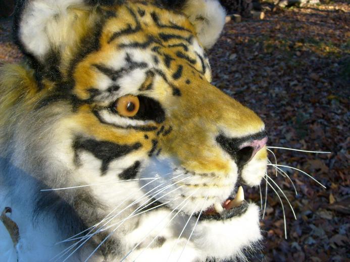 🔥 [40+] Fursuit Backgrounds | WallpaperSafari