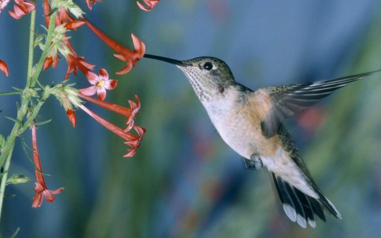 🔥 [140+] Free Hummingbird Desktop Wallpapers | WallpaperSafari