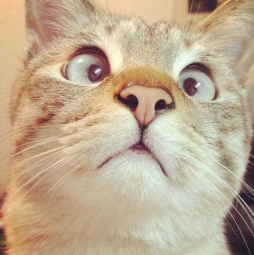 🔥 [40+] Derpy Cat Wallpapers | WallpaperSafari