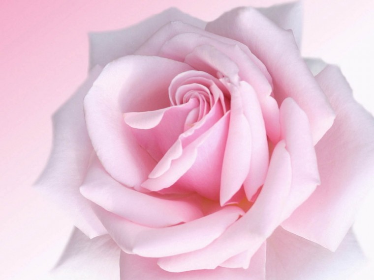 🔥 [140+] Pink Roses Backgrounds | WallpaperSafari