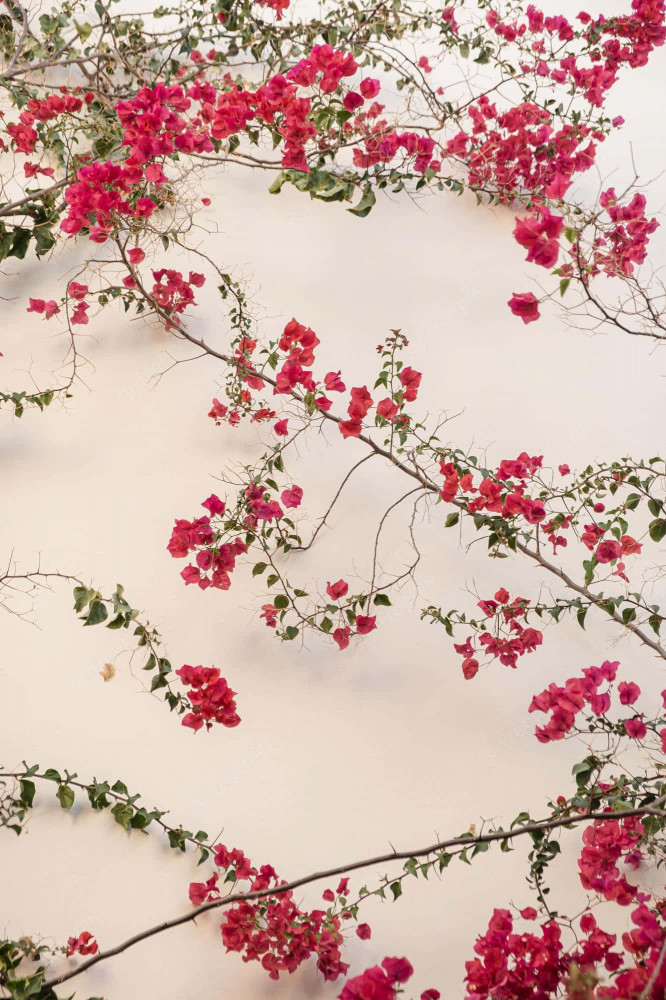 🔥 [50+] Red Flower Aesthetic Wallpapers | WallpaperSafari