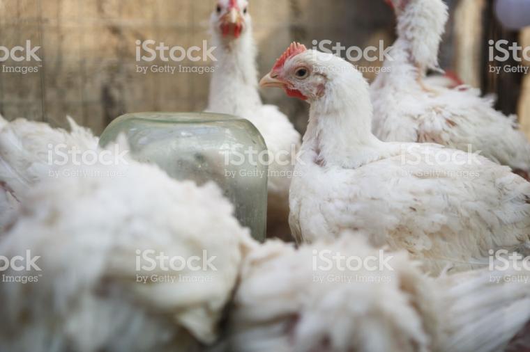 [40+] Poultry Background on WallpaperSafari