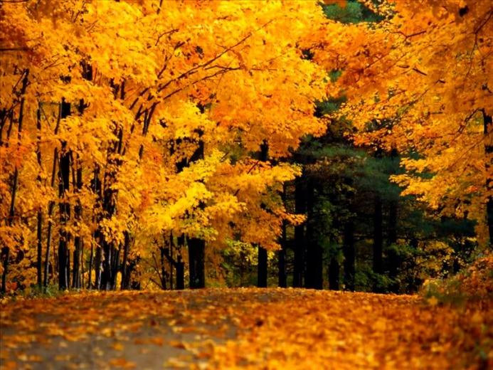 🔥 Free Download Magentic by @anthonyl73 | WallpaperSafari