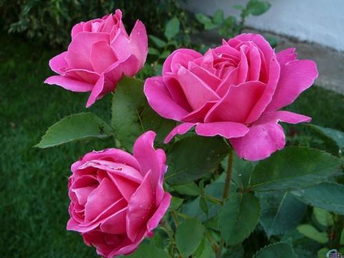 🔥 Free Download Pink Roses Wallpaper And Screensavers by @kpierce76 ...