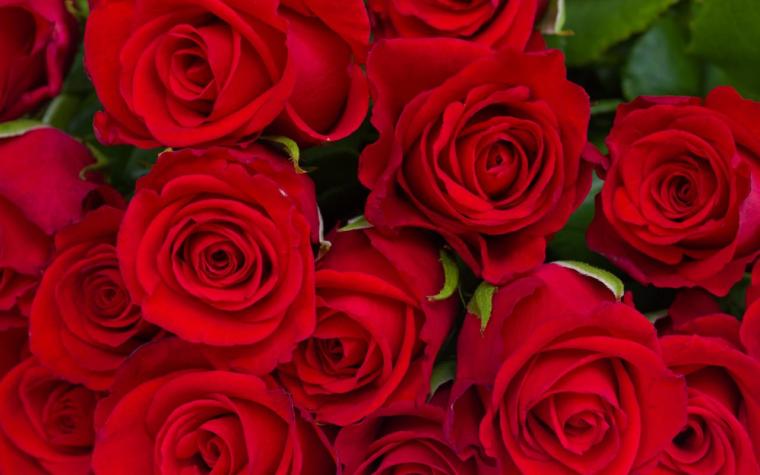 🔥 Free Download Google Flowers by @jmcfarland | WallpaperSafari