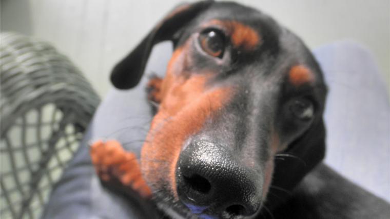 🔥 [50+] Weenie Dog Wallpapers | WallpaperSafari