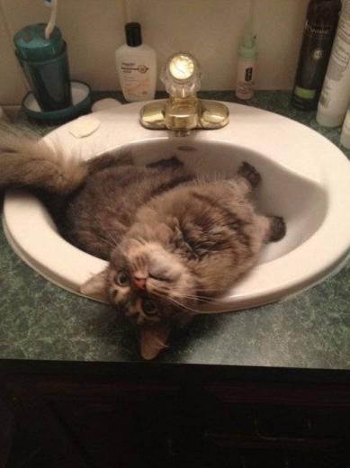 🔥 [40+] Derpy Cat Wallpapers | WallpaperSafari