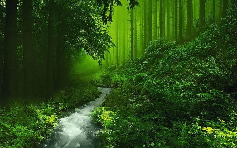🔥 [40+] Forest Green Wallpapers | WallpaperSafari