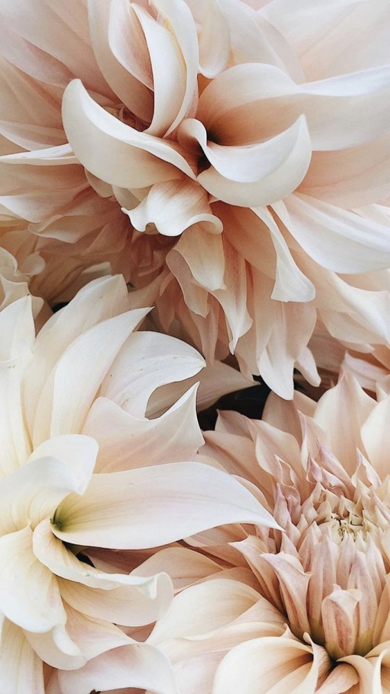 🔥 [50+] Beige Flowers Wallpapers | WallpaperSafari