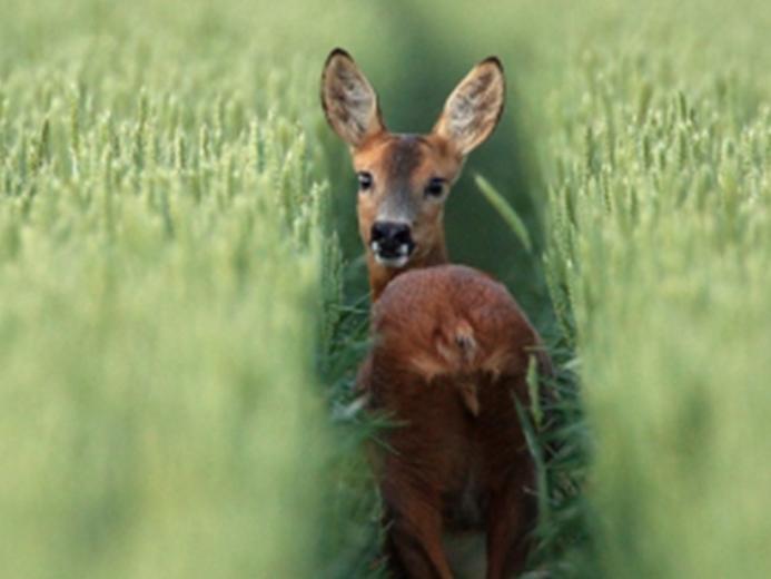 🔥 [70+] Fawn Wallpapers | WallpaperSafari