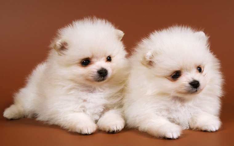 рџ ґ 70 Wallpapers Of Cute Puppies Wallpapersafari