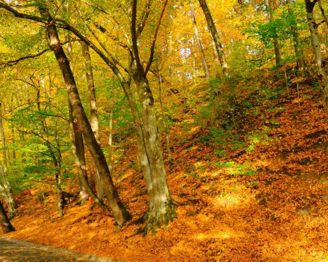 🔥 [50+] Windows XP Fall Wallpapers | WallpaperSafari