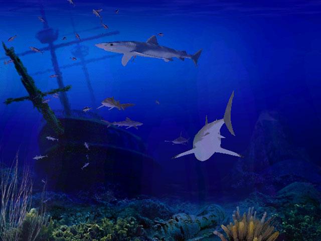 Free download AquaScreensaverscom Download Ocean Life Screensavers ...