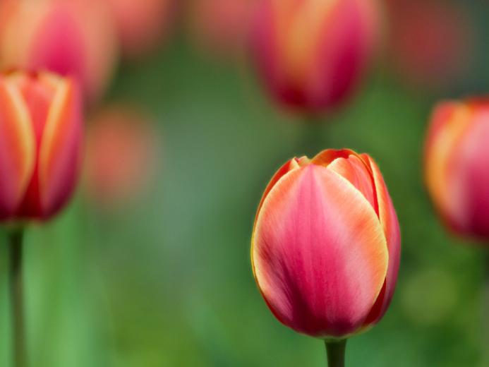 🔥 [140+] Free Tulip Wallpapers for Desktop | WallpaperSafari