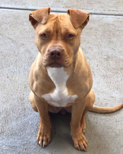 🔥 Free Download Pitbull Pack Apbt Pitbulls Dog Breed Beautiful by ...