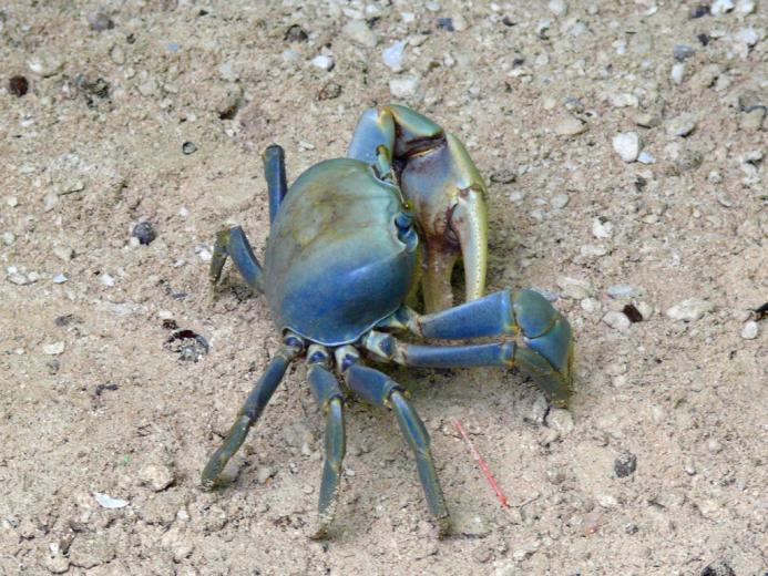 🔥 Free Download Blue Crab Desktop Wallpaper by @krivera | WallpaperSafari