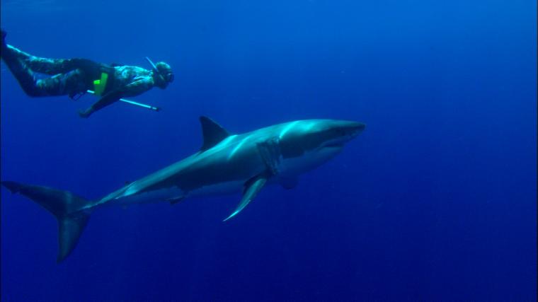 🔥 [40+] Shark Week Wallpapers | WallpaperSafari