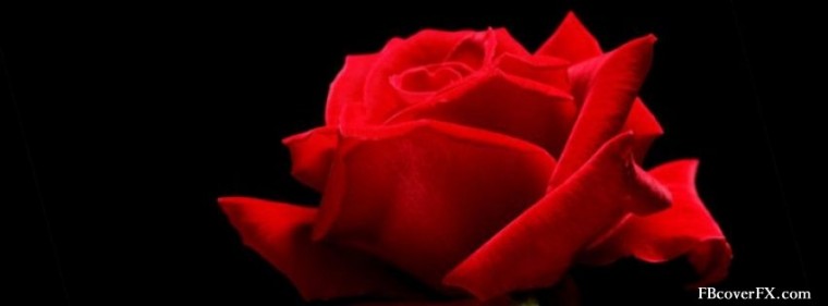 🔥 [50+] Red Rose Wallpapers for Facebook | WallpaperSafari