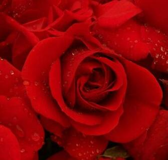 🔥 Free Download Bed Of Roses High Quality And Resolution Wallpaper On ...