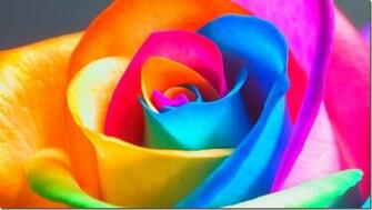 Free download Beautiful Color Roses Wallpaper 18577543 [1280x800] for ...