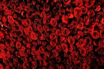 🔥 Free Download Bed Of Roses High Quality And Resolution Wallpaper On ...