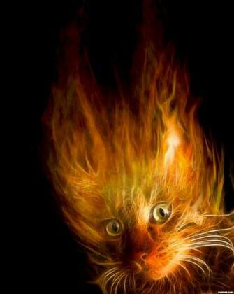 🔥 Free Download Beautiful Fire Cat Hd Wallpaper Animals by ...