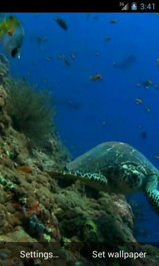 Free download Free 240x320 Green Turtle Screensaver Wallpaper Pictures ...