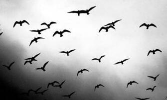 Free download Bird Wallpaper Black And White Images Pictures Becuo ...
