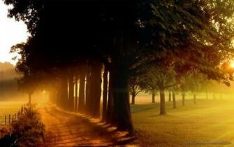 🔥 Free Download Hd Tree Wallpaper Background For by @alexandermorton ...