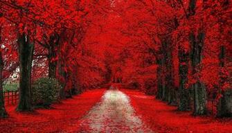 🔥 Free Download Name Ruby Red Forest Nature Wallpaper Jpgs by @josed59 ...