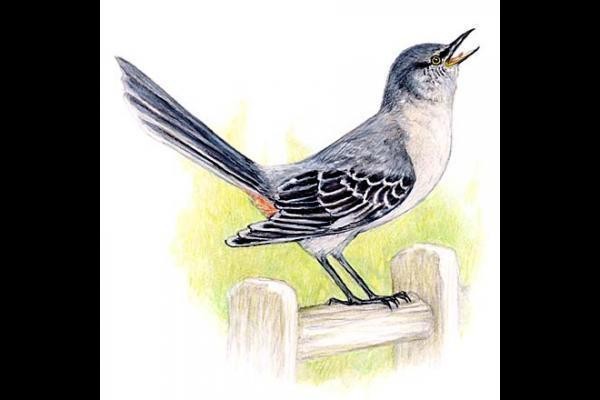 🔥 Free Download Mockingbird Wallpaper by @rfloyd8 | WallpaperSafari