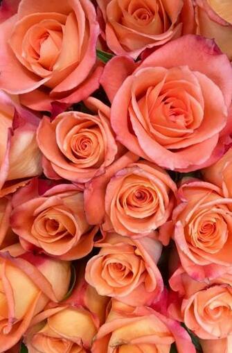 [47+] Flori Wallpaper on WallpaperSafari