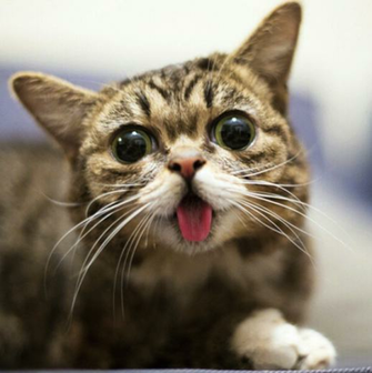 🔥 Free Download Derpy Cat Face by @alexandraa43 | WallpaperSafari