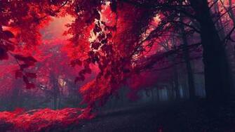 🔥 Free Download Name Ruby Red Forest Nature Wallpaper Jpgs by @josed59 ...