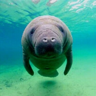 Free download Bing Images Manatee Florida manatee in the Crystal River ...